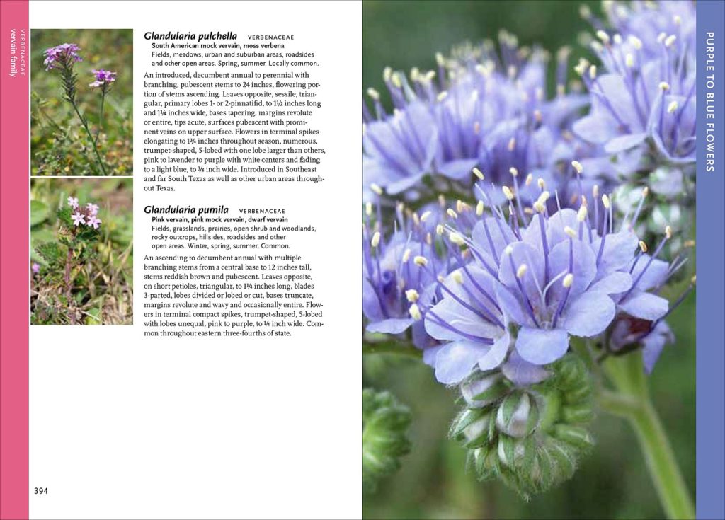 Wildflowers of Texas (A Timber Press Field Guide) | Berings