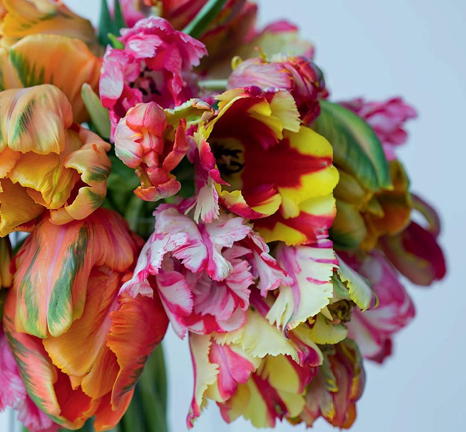 Tulips: Beautiful Varieties for Home and Garden Hardcover | Berings