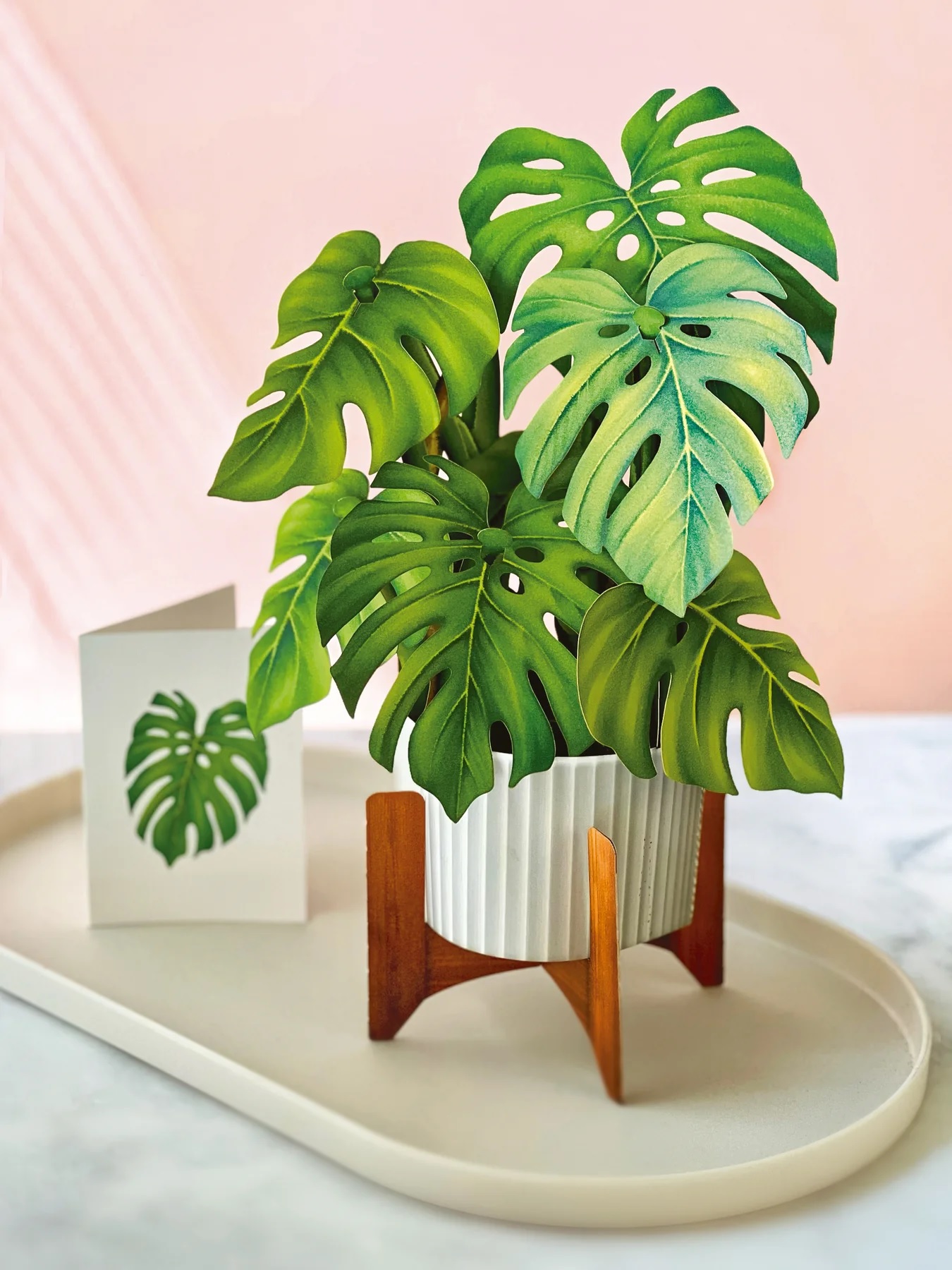 FreshCut Paper Monstera Plant Pop Up | Berings