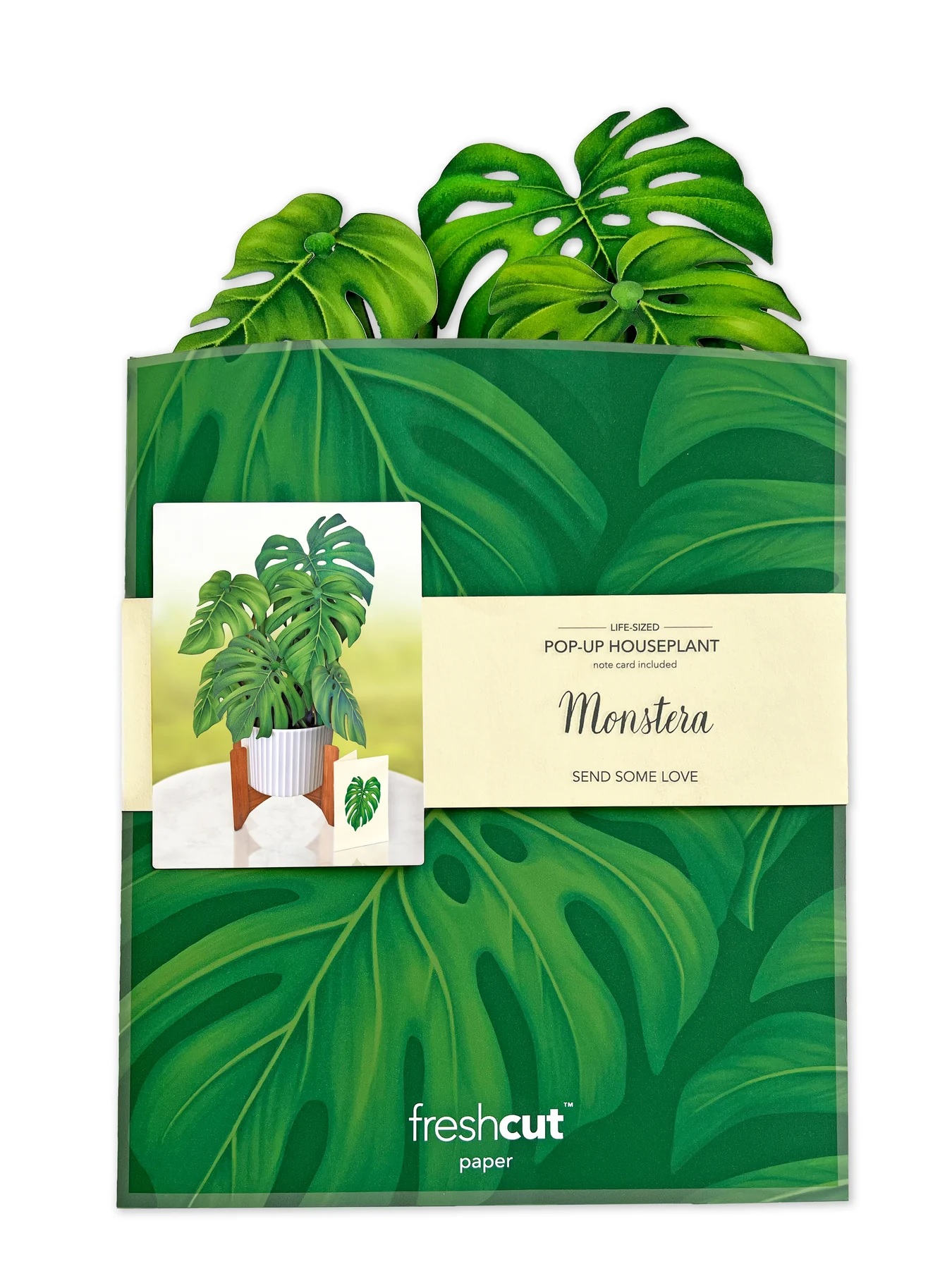 FreshCut Paper Monstera Plant Pop Up | Berings