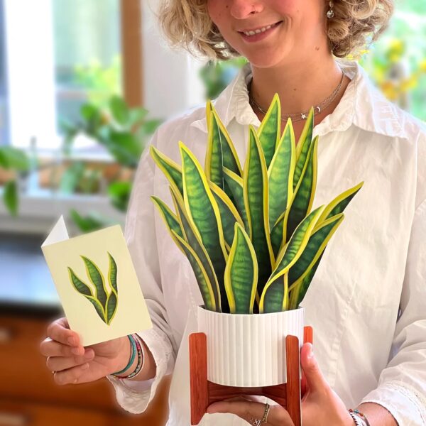 FreshCut Paper Snake Plant Pop Up | Berings